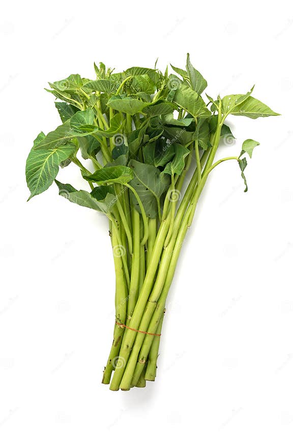 Morning glory vegetable stock image. Image of thai, chinese - 60022561