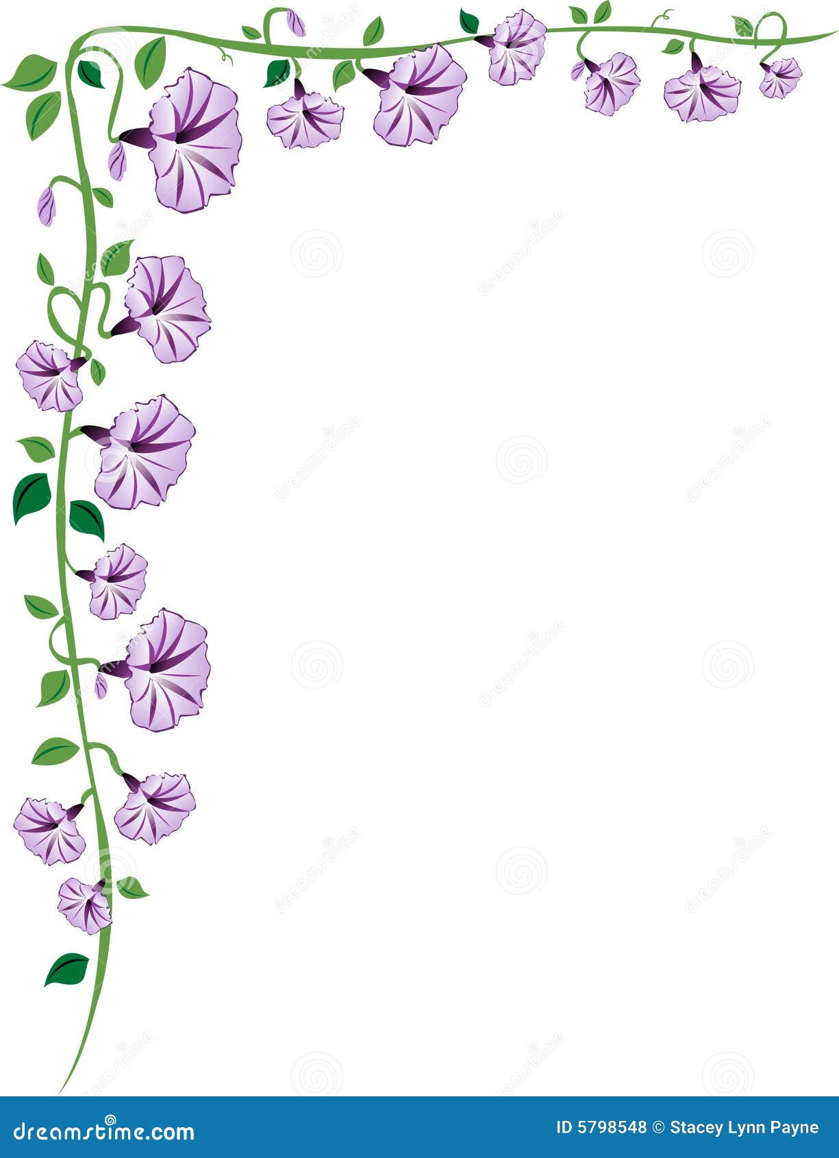 Morning Glory Vine Border, Purple Stock Vector - Illustration of ... Morning Glory Vine Border, Purple Stock Vector - Illustration of ...