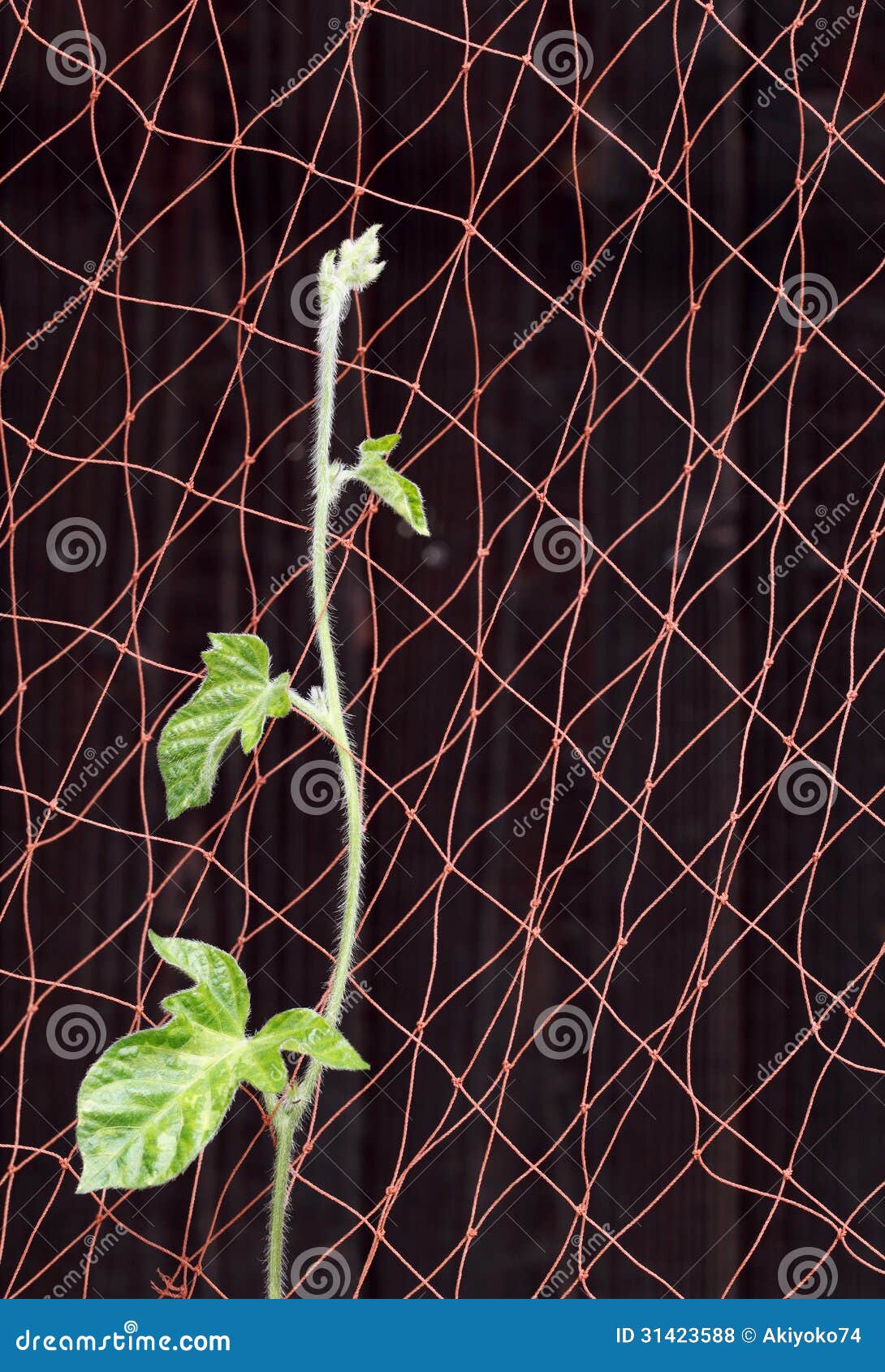 Morning Glory Vine Climbing Net Stock Photos - Free & Royalty-Free ...