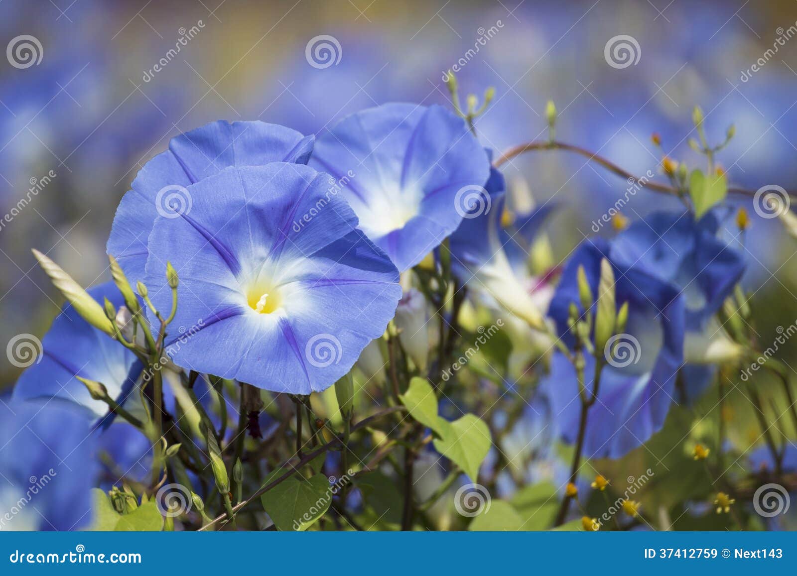Morning glory stock image. Image of flower, plant, glory - 37412759