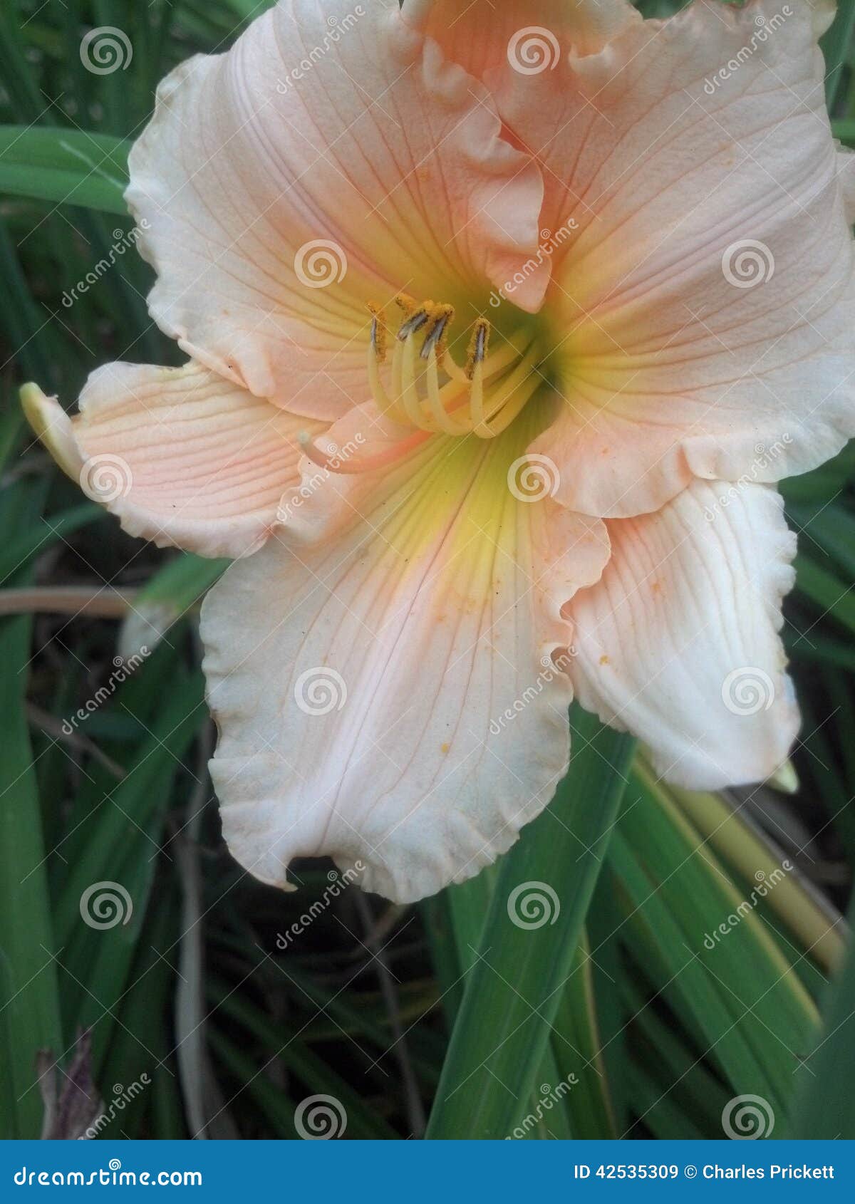 Morning glow stock image. Image of peach, glow, color - 42535309
