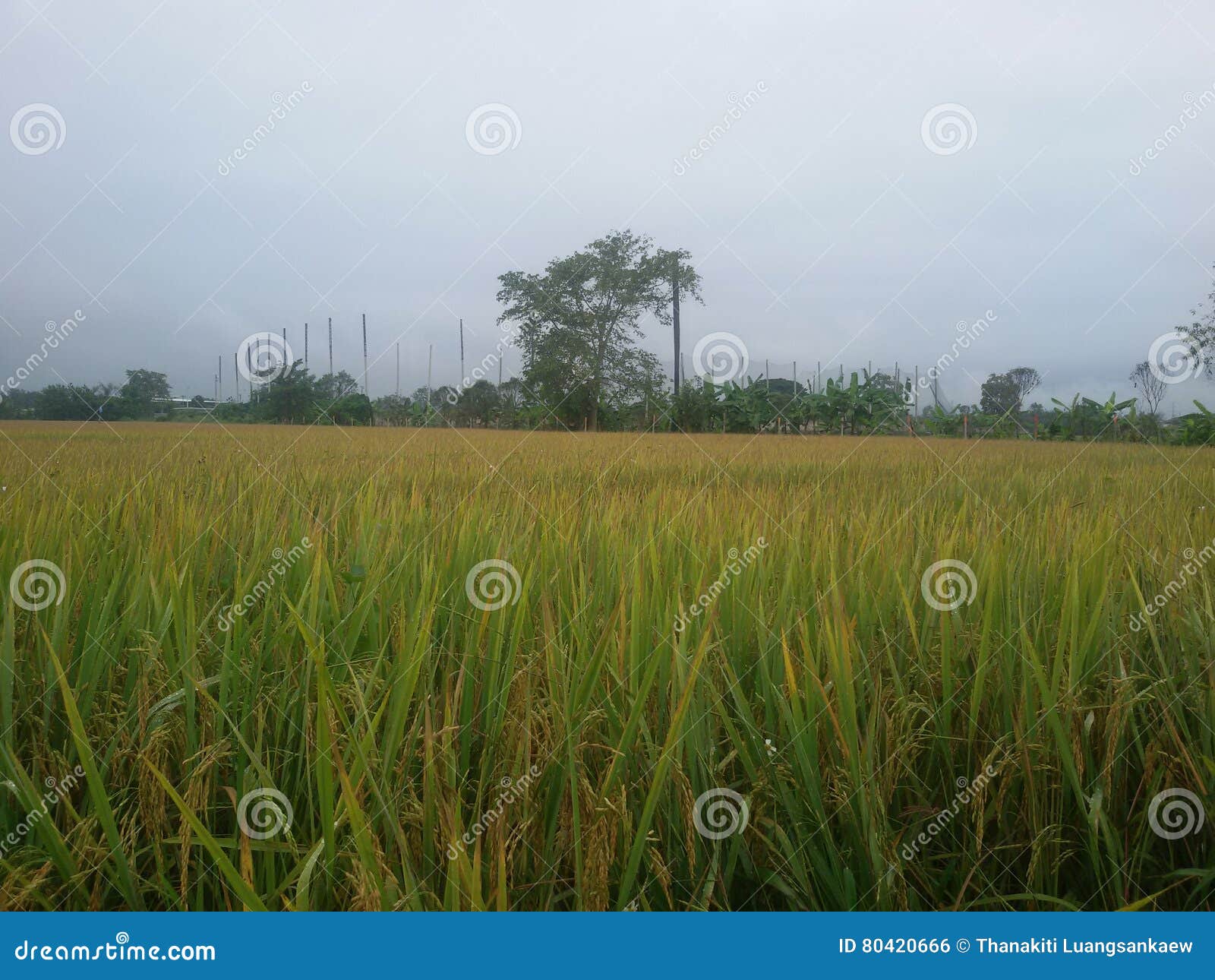 Morning Golf Hill in Rice Farm Stock Photo - Image of farm, hill: 80420666