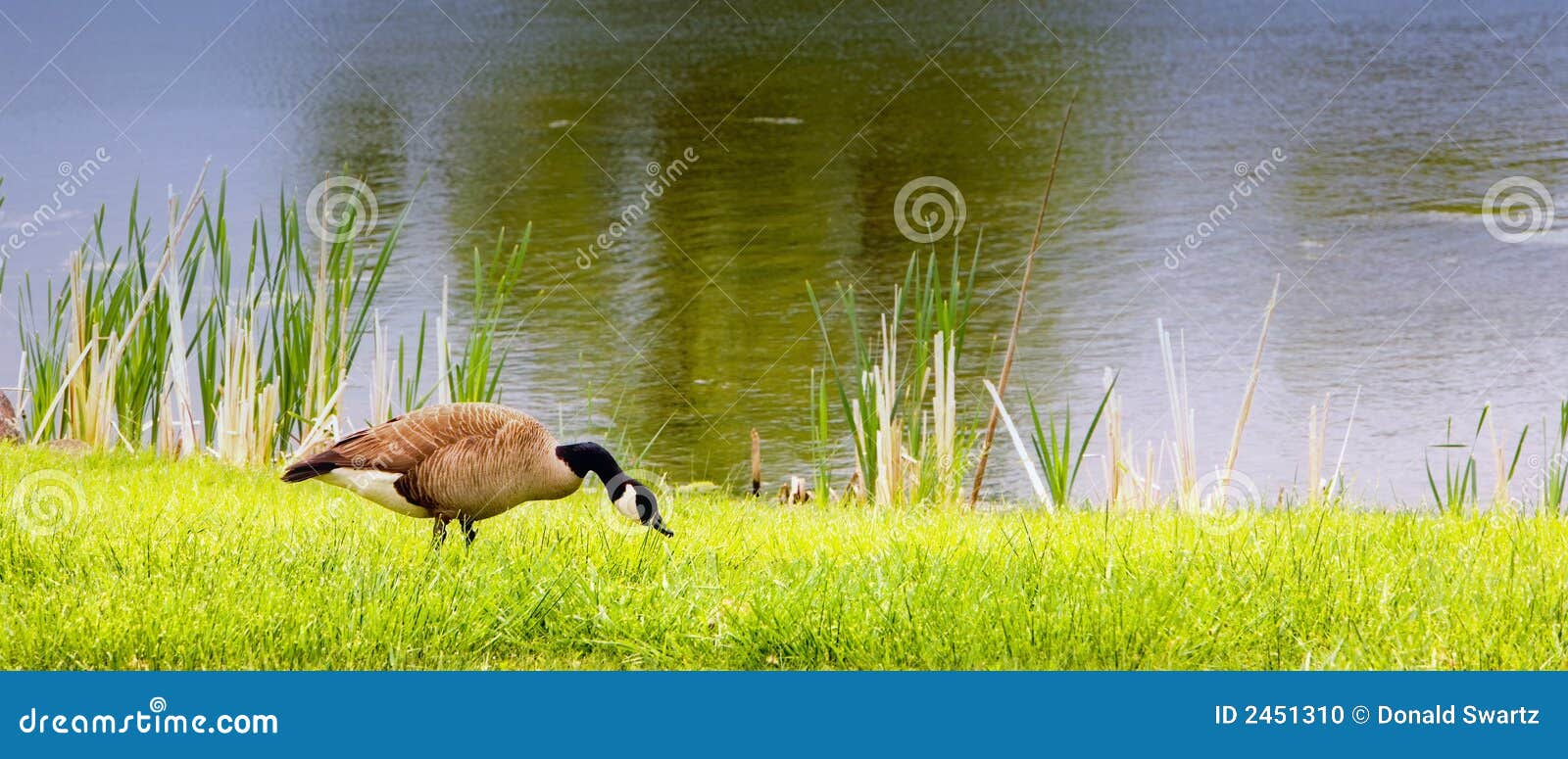 Morning Goose stock photo. Image of wetland, leader, lead - 2451310