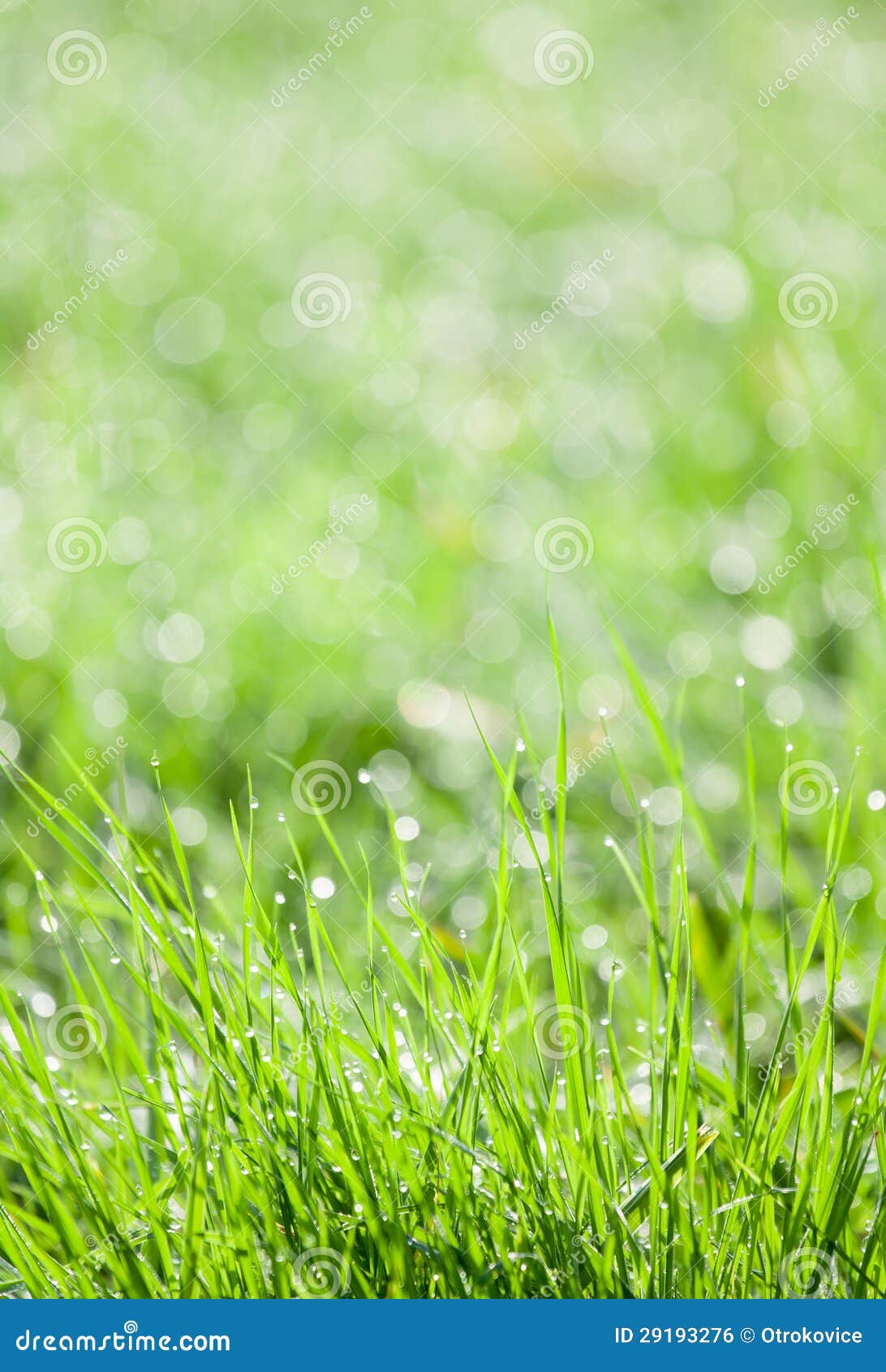 Morning grass stock photo. Image of focus, meadow, drops - 29193276
