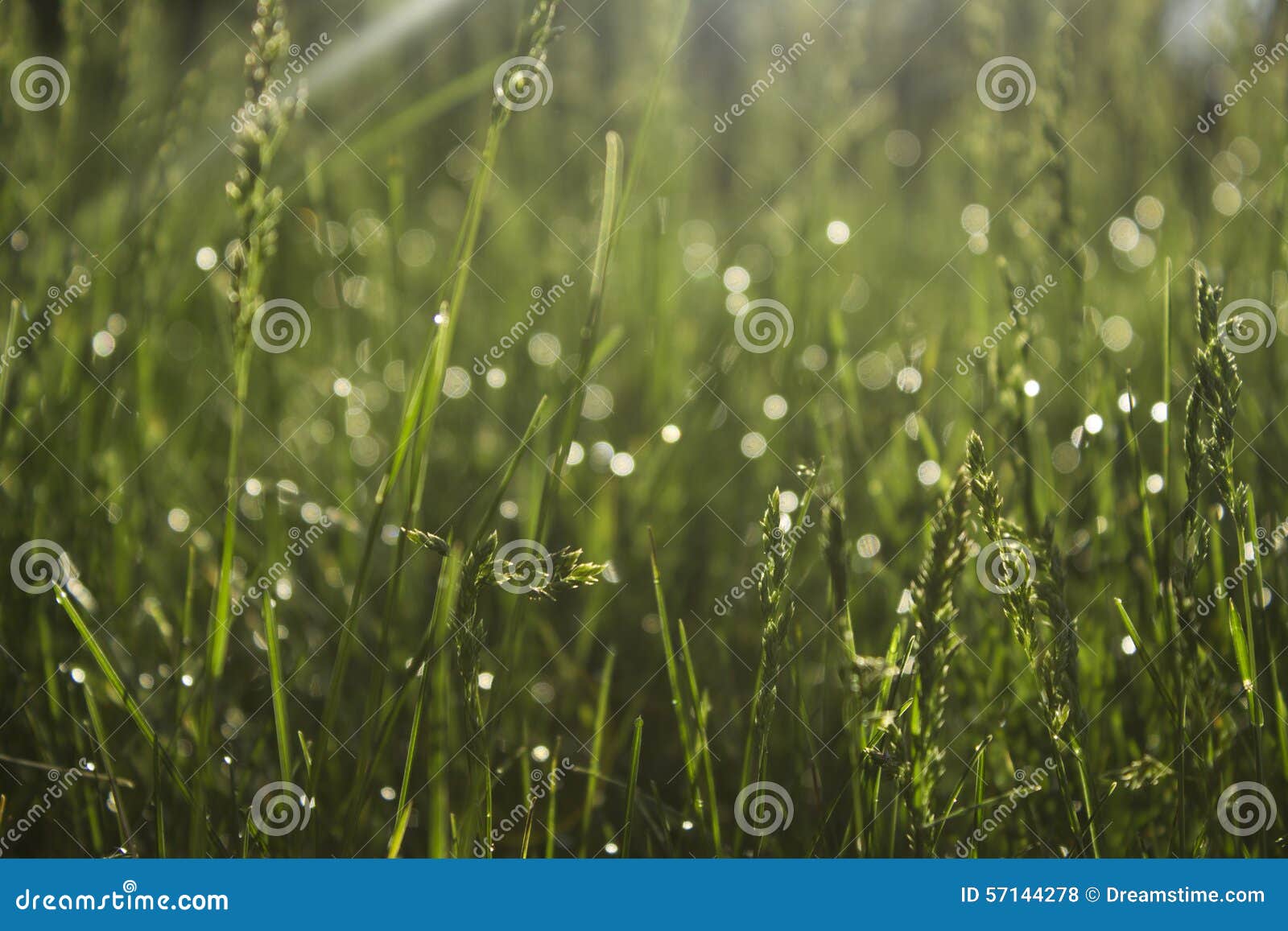 Morning grass stock photo. Image of lawn, macro, grass - 57144278