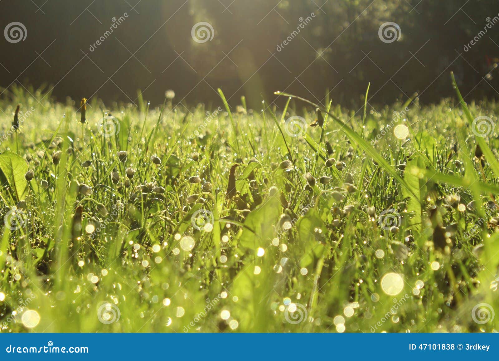Morning grass bokeh stock photo. Image of sunshine, environment - 47101838