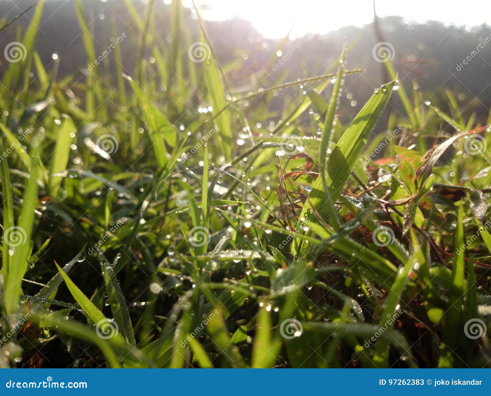 Morning grass stock image. Image of morning, clear, grass - 97262383