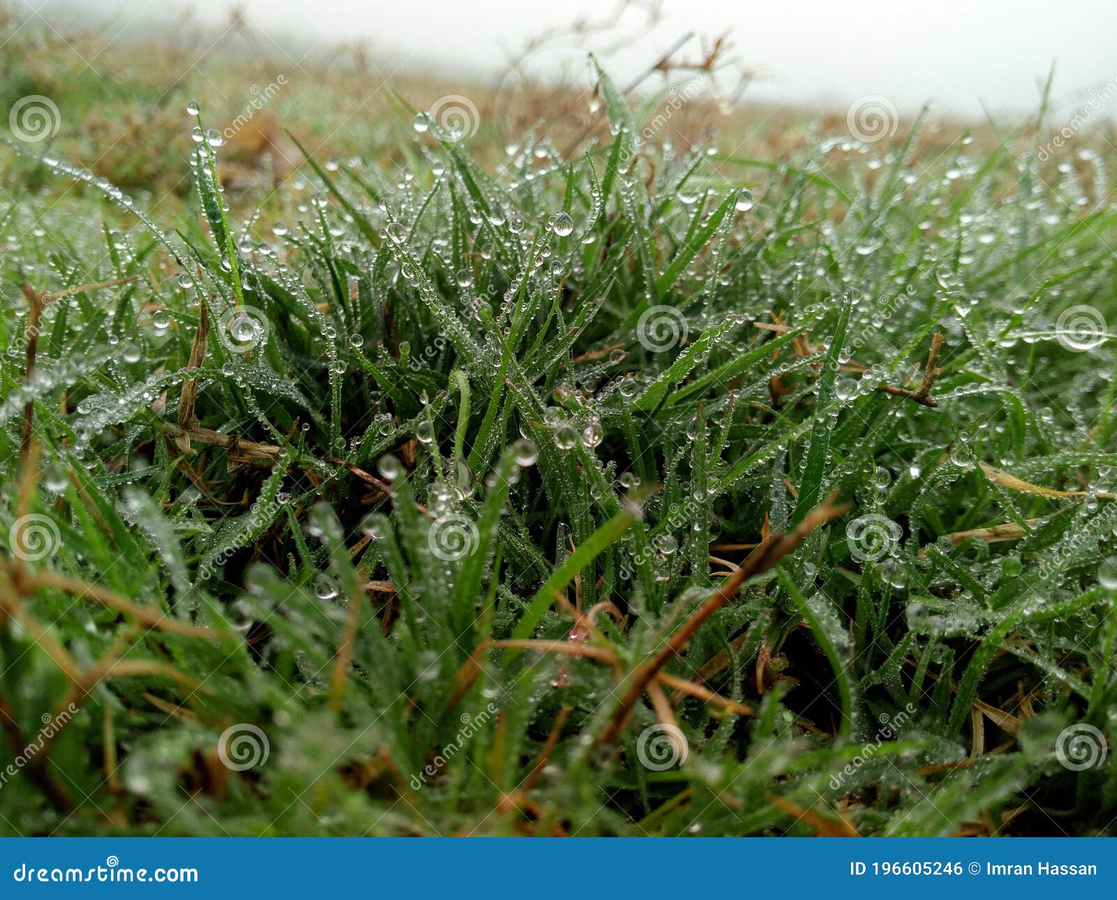Morning grass stock photo. Image of plant, fogg, shrub - 196605246