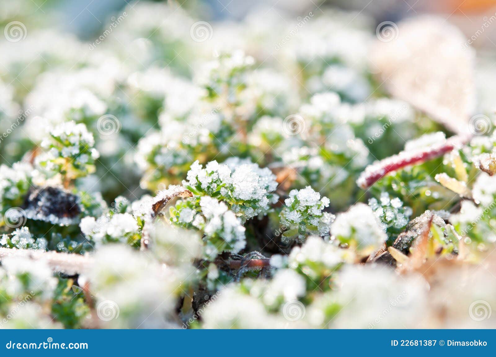 Morning grass and snow stock image. Image of summer, beautiful - 22681387