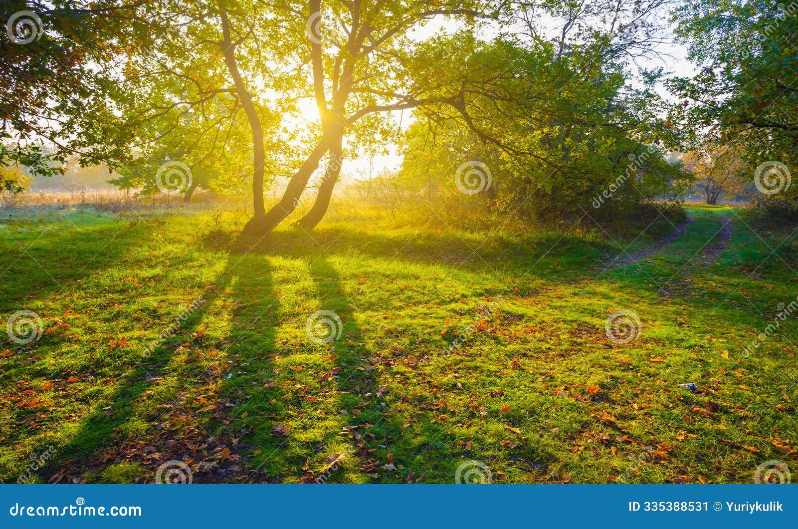 Morning Green Forest Glade in Light of Sparkle Sun Stock Image - Image ...