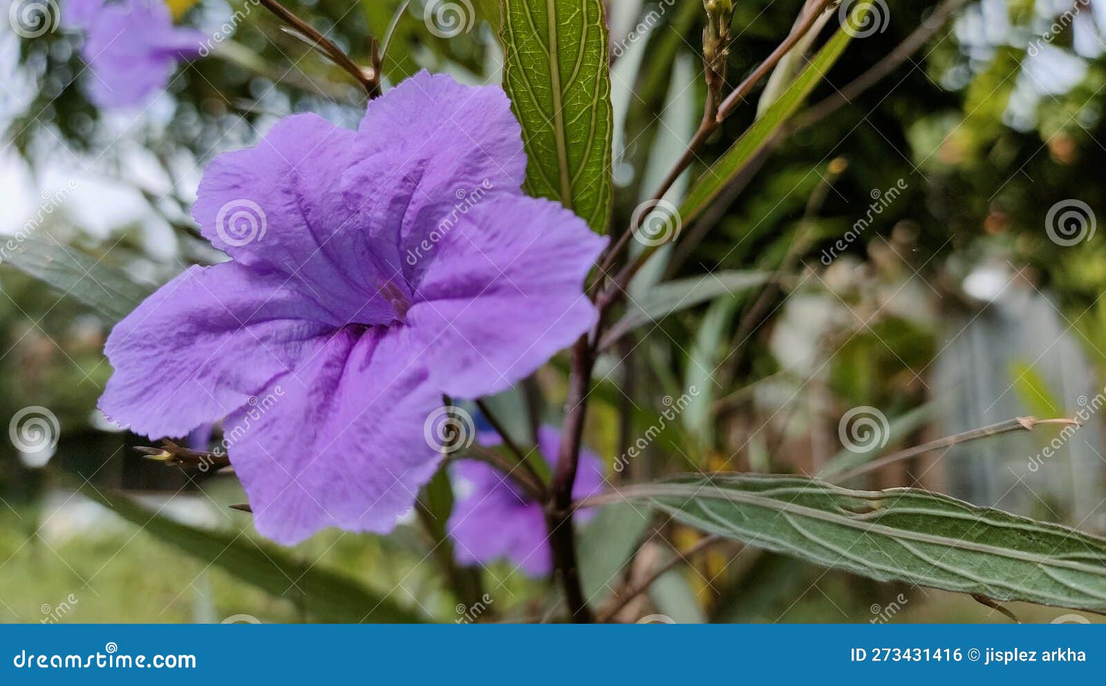 The Morning is Greeted by Flowers that Bloom Radiantly Stock Photo ...