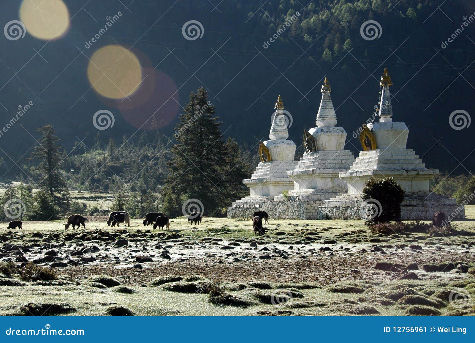Morning of Highland stock image. Image of tibet, pasturing - 12756961