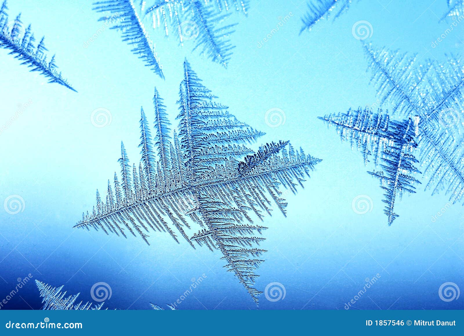 Morning ice stock photo. Image of winter, frozen, hibernation - 1857546