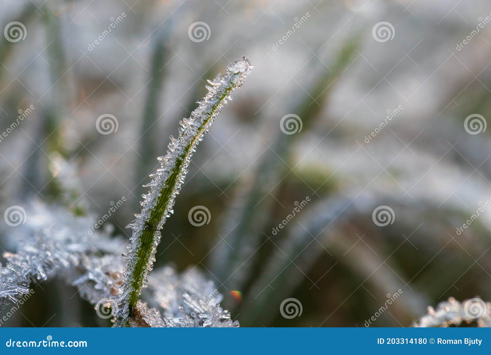 Morning Icing of White Ice Crystals on a Blade of Grass Stock Photo ...