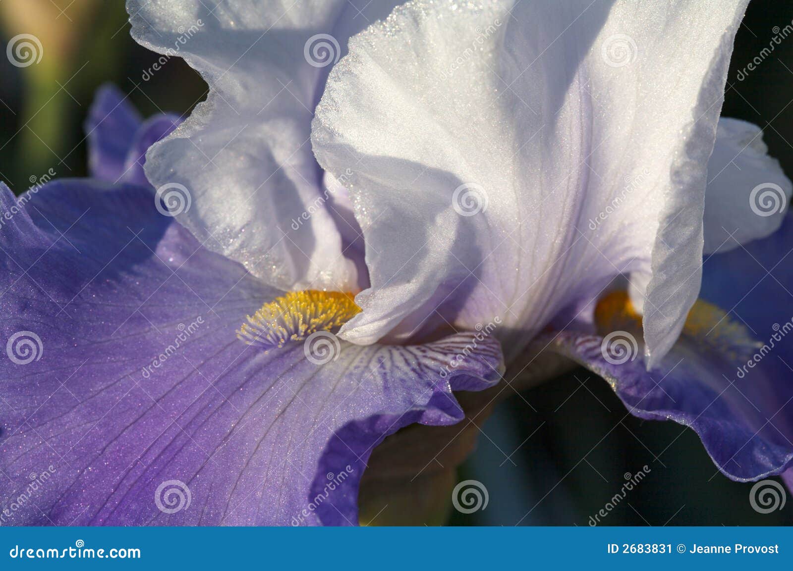 Morning Iris stock image. Image of stamen, outside, shine - 2683831