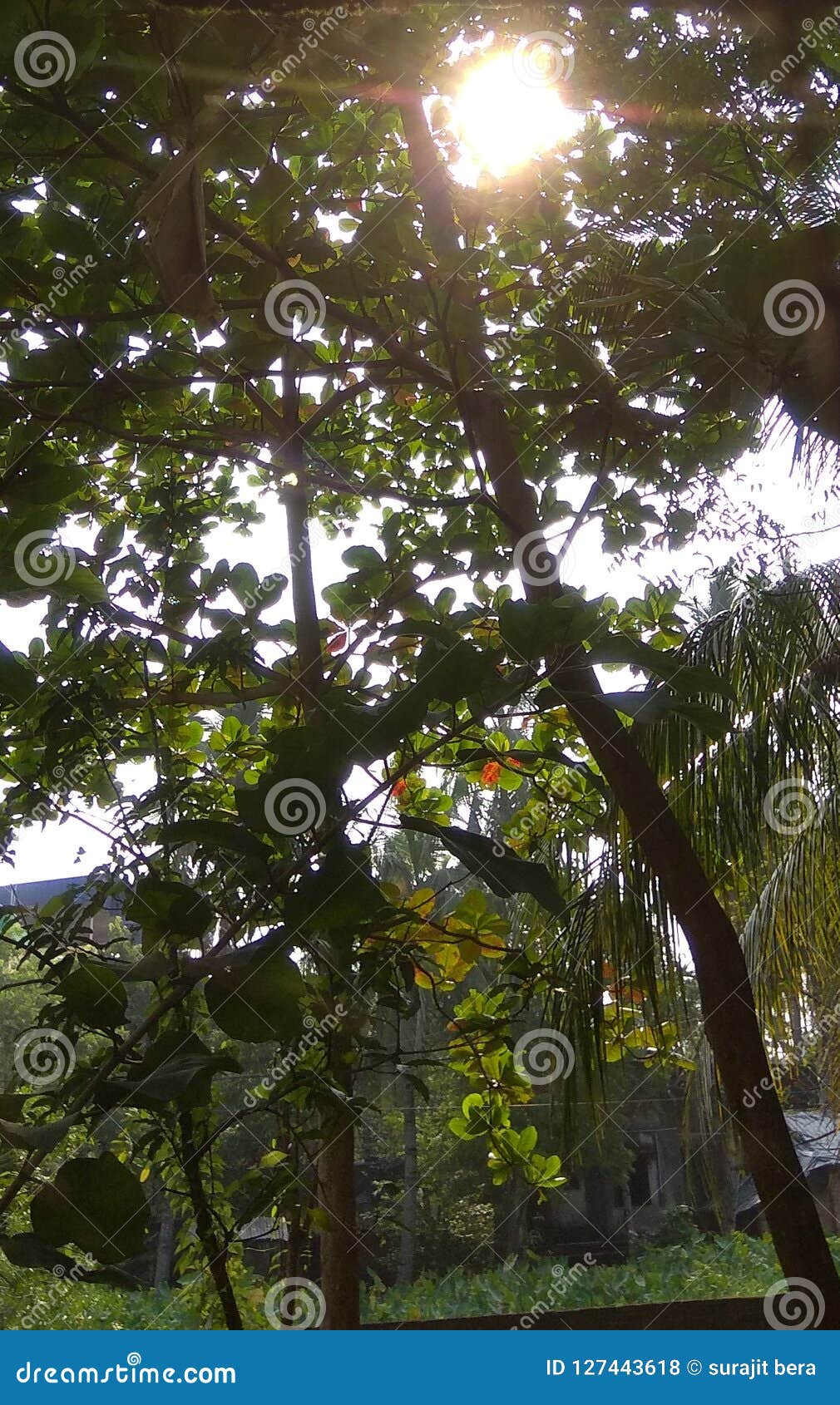 Morning jungle sunlight stock photo. Image of nature - 127443618