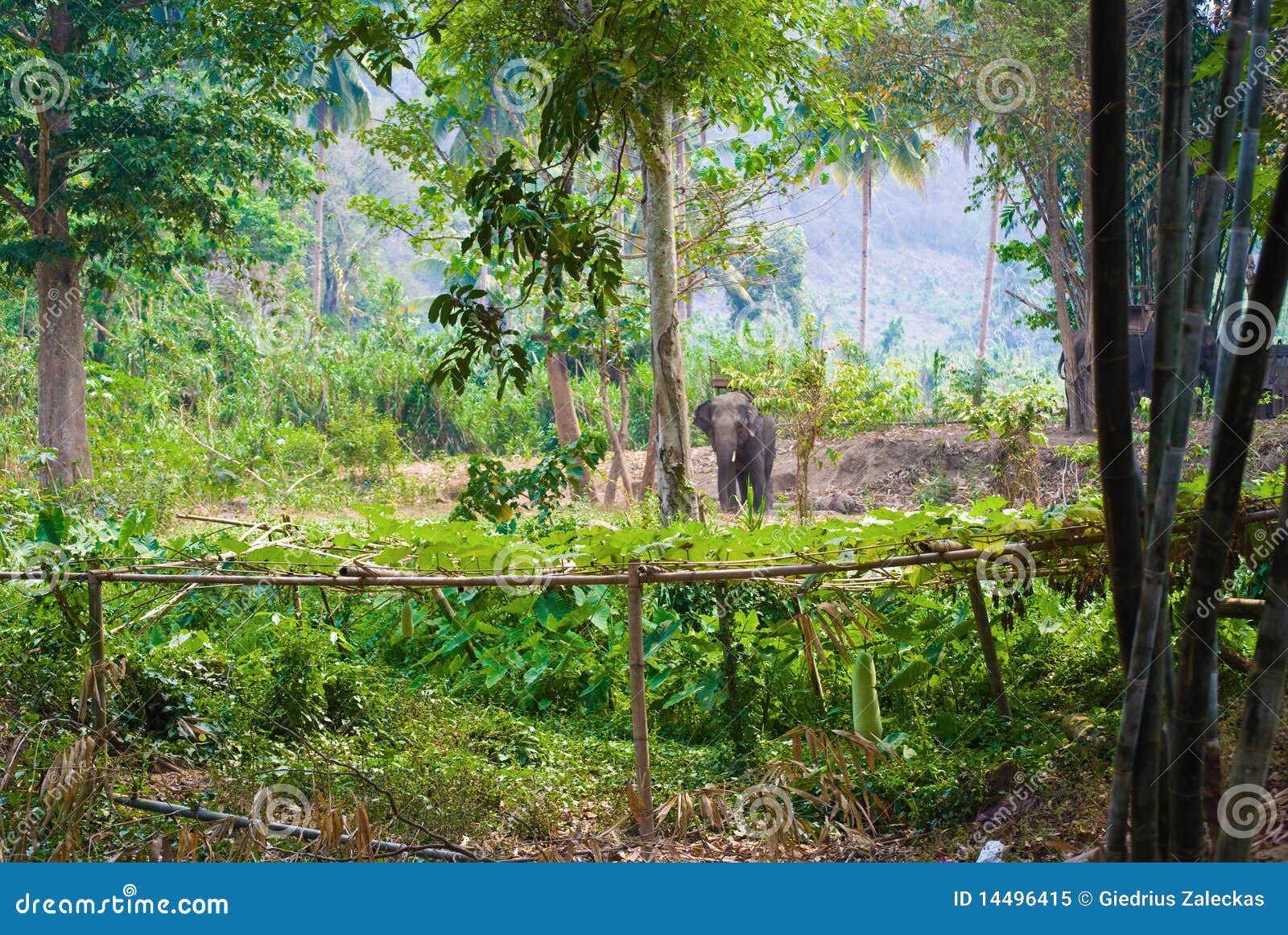 Morning in Jungle stock image. Image of nature, elephant - 14496415