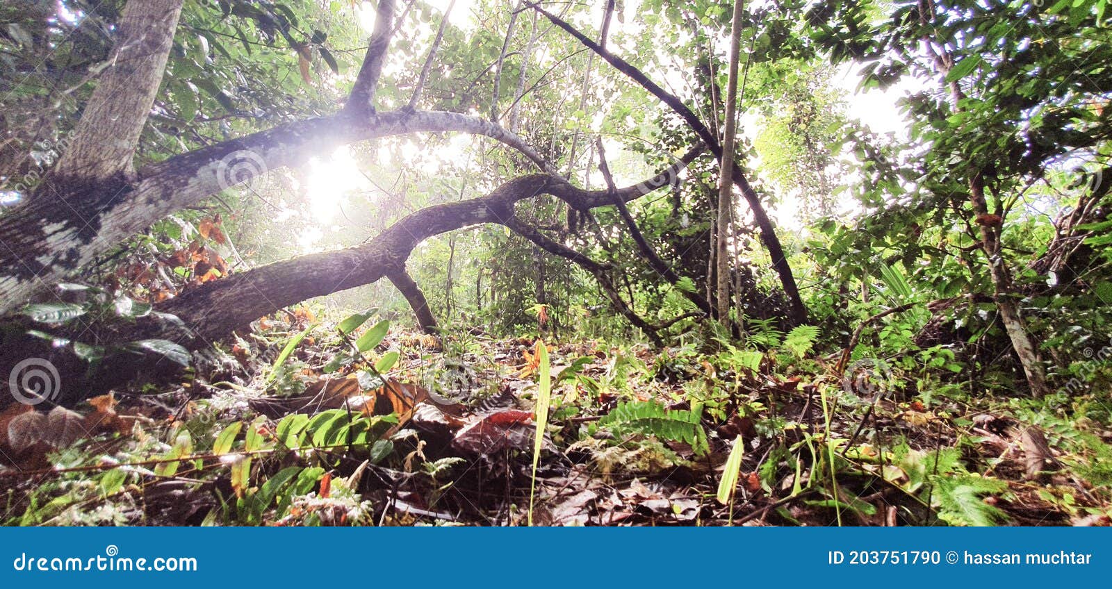 Morning in the jungle stock photo. Image of wildlife - 203751790