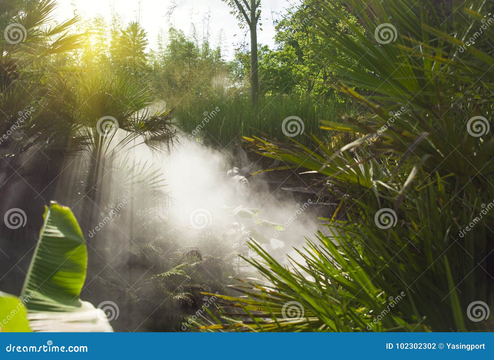 Morning in the Jungle with the Rays of the Sun Stock Photo - Image of ...
