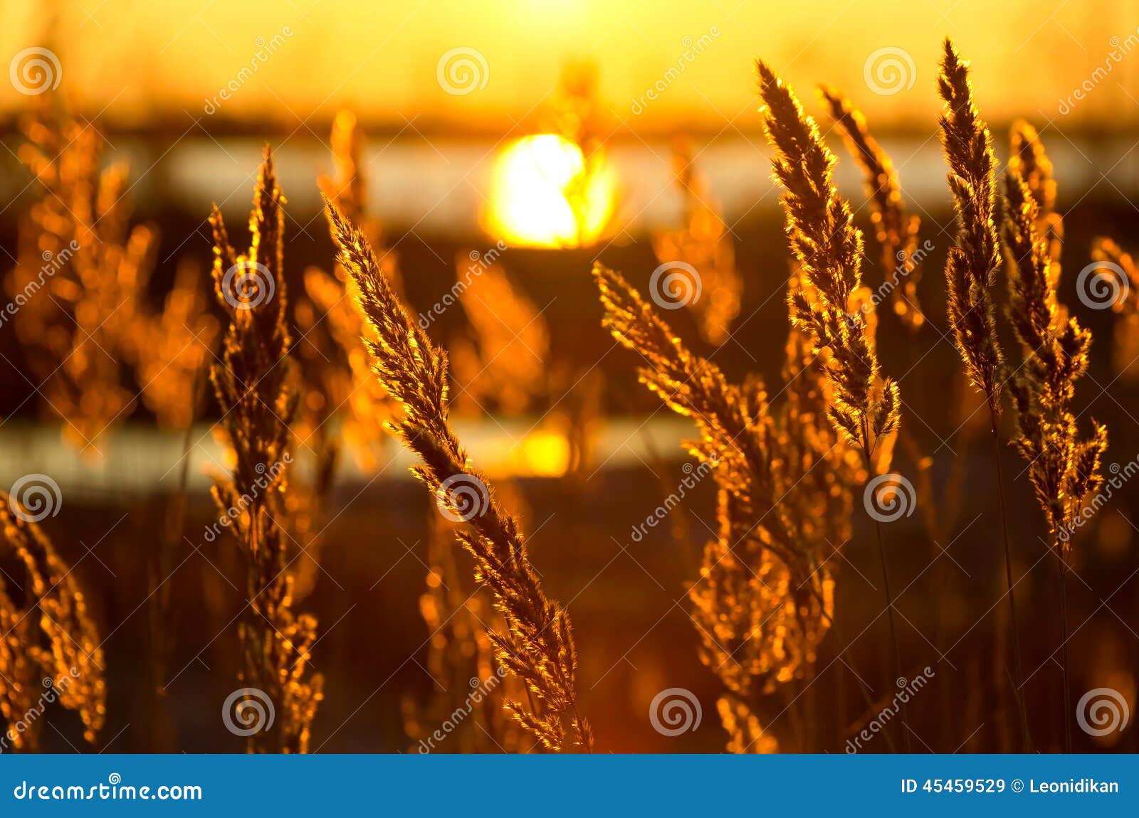 Morning landscape stock image. Image of reed, plant, morning - 45459529