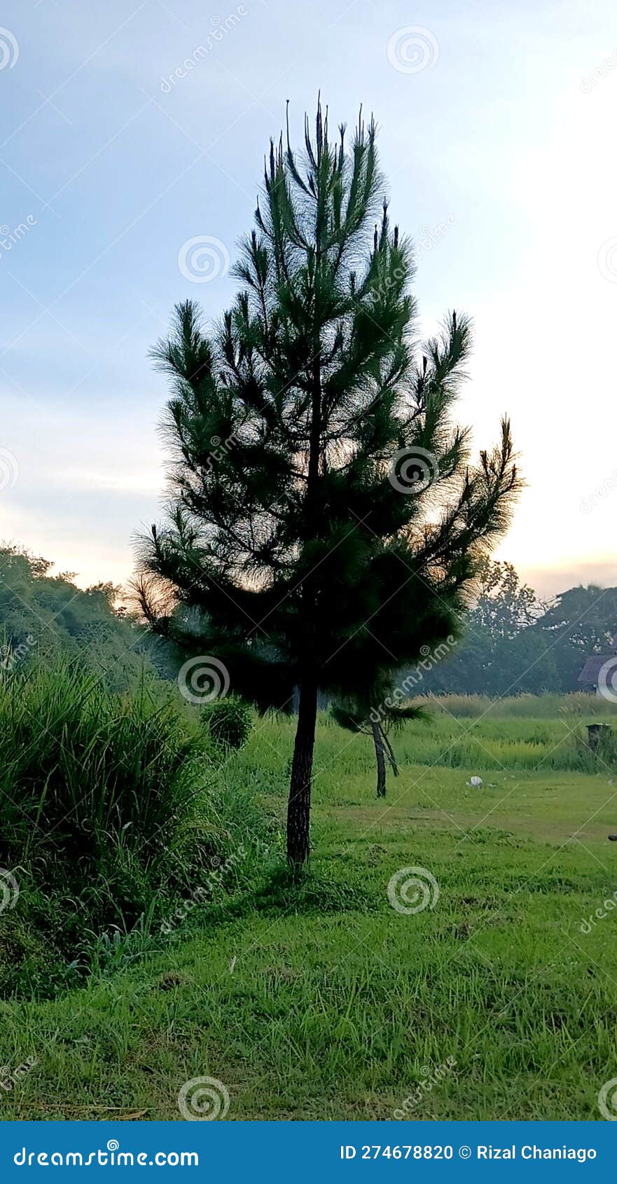 Morning Landscape View, Pine Tree in the Mountains Stock Photo - Image ...