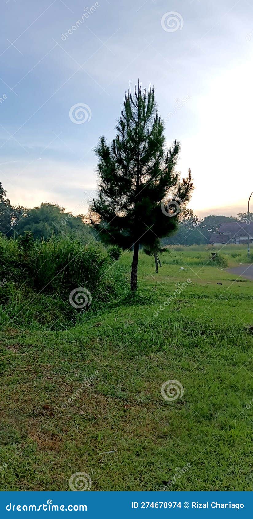 Morning Landscape View, Pine Tree in the Mountains Stock Photo - Image ...