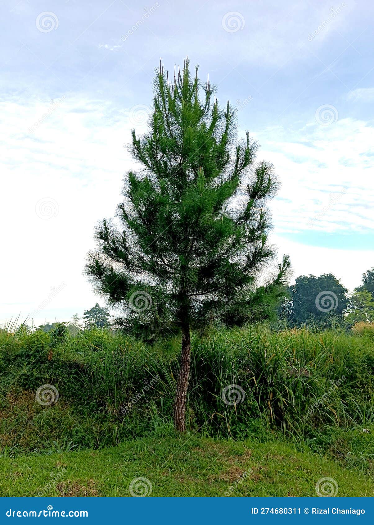 Morning Landscape View, Pine Tree in the Mountains Stock Image - Image ...