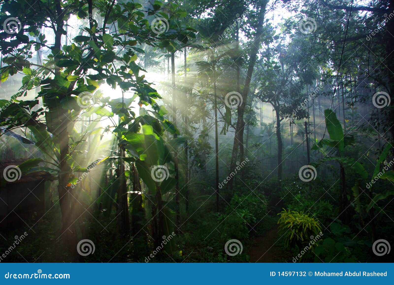 Morning light-03 stock photo. Image of light, morning - 14597132