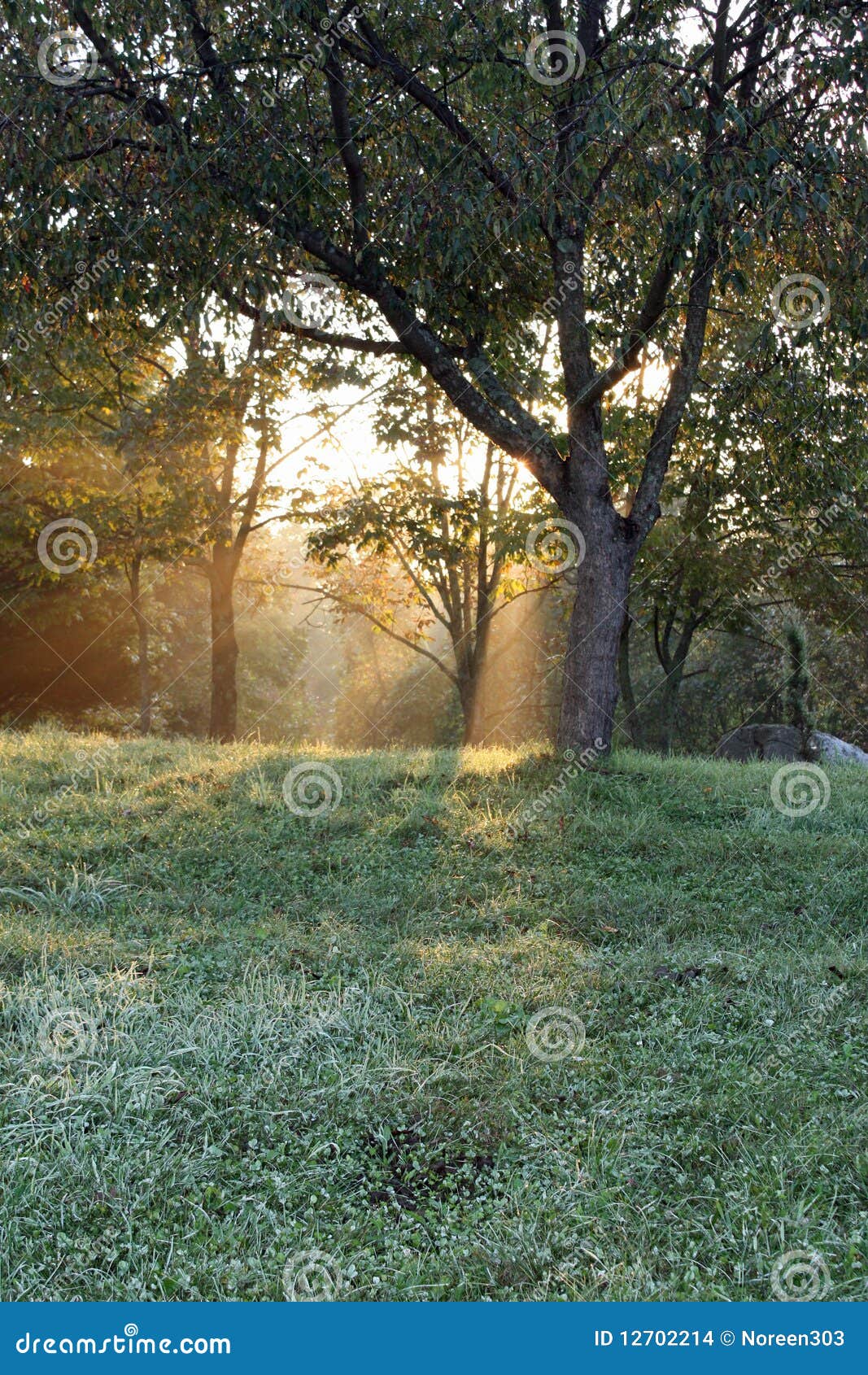 Morning light stock photo. Image of sunlight, meadow - 12702214