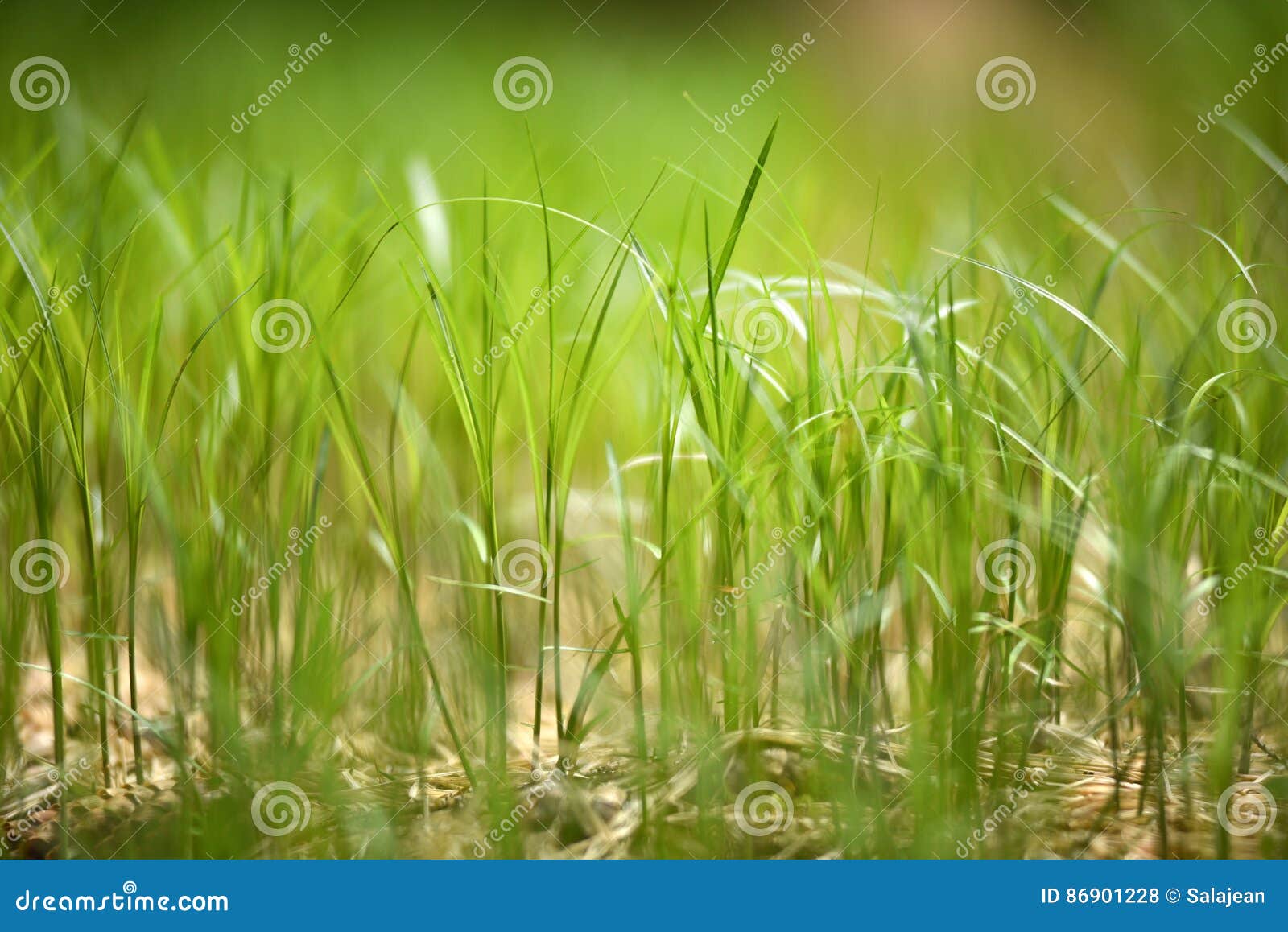 Morning Light Above Green Grass Stock Photo - Image of background ...