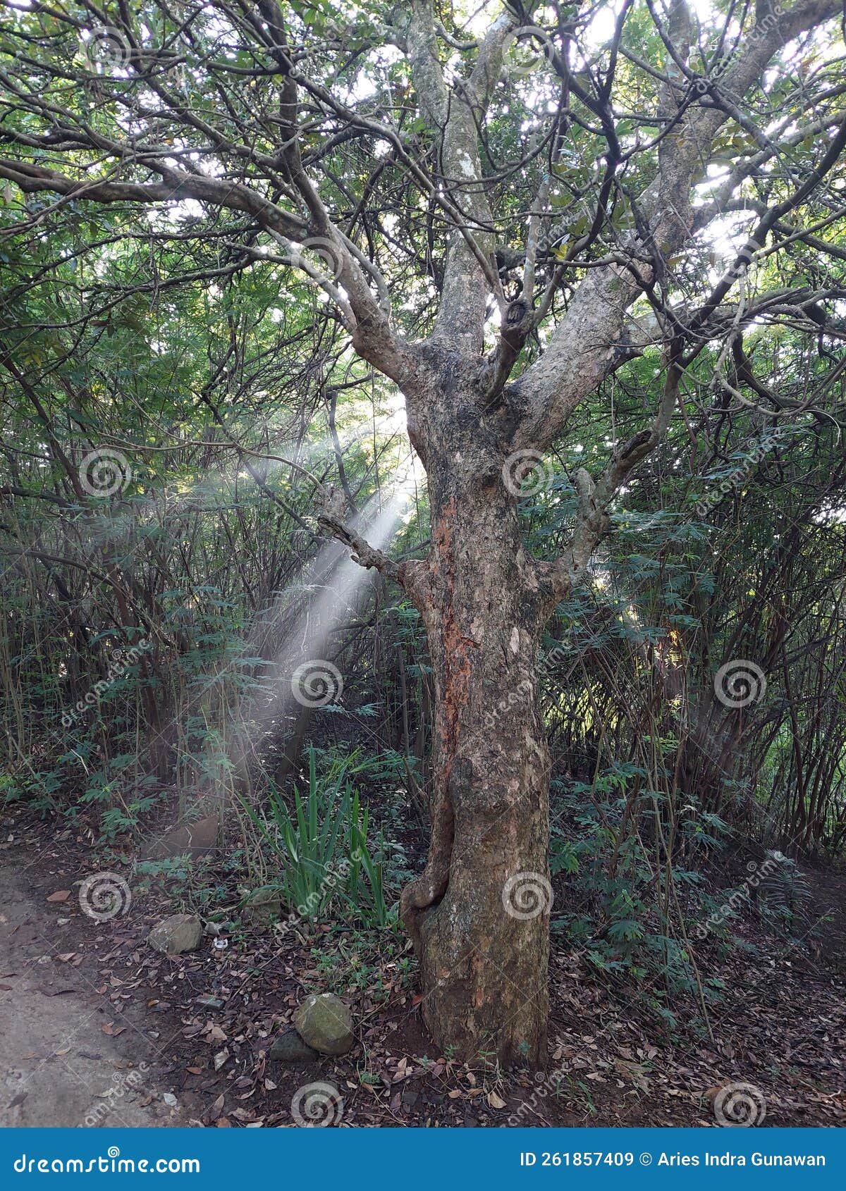Morning Light Behind the Old Tree Stock Image - Image of tree, light ...