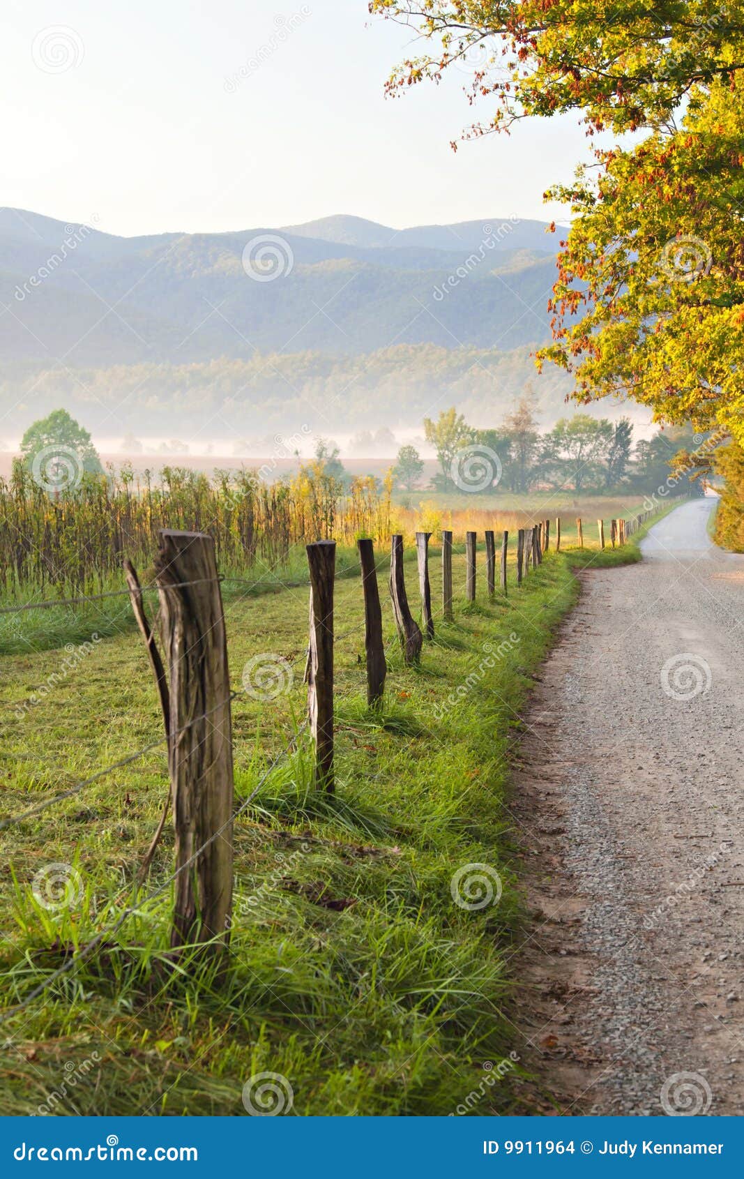 Morning Light on Country Road Stock Photo - Image of forest ...
