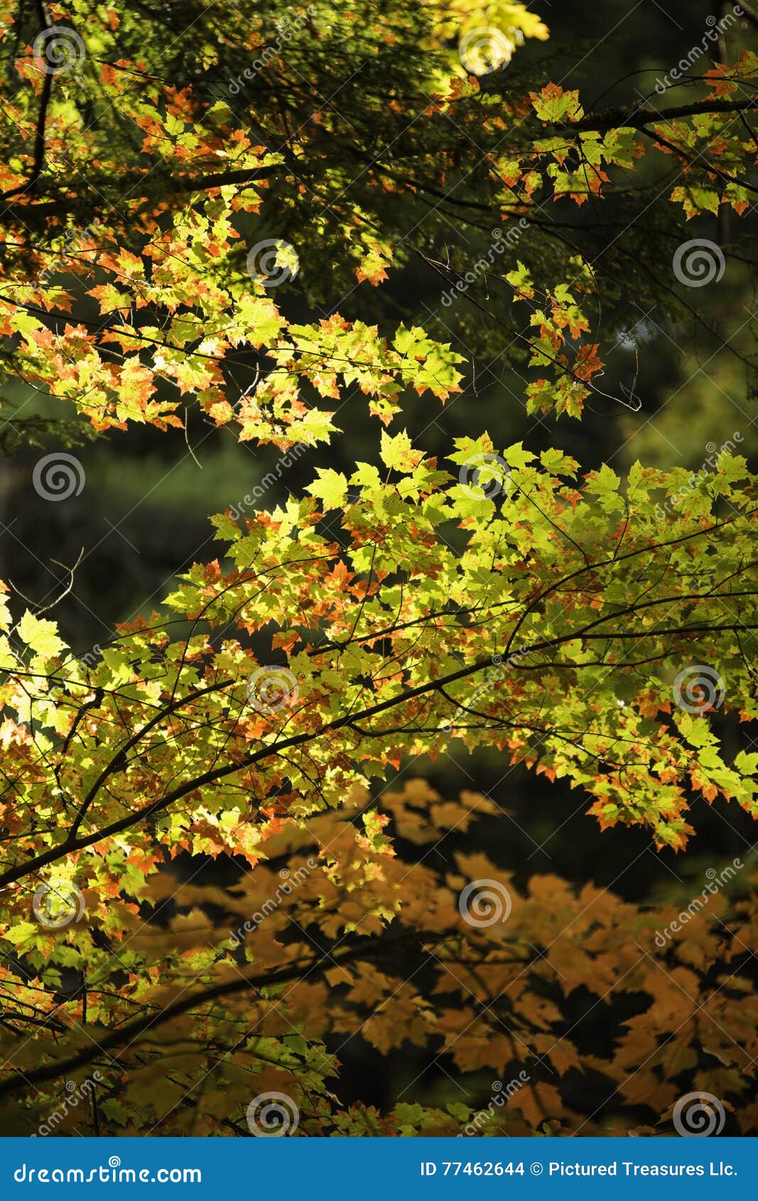 Morning Light on Fall Leaves. Stock Photo - Image of orange, gold: 77462644