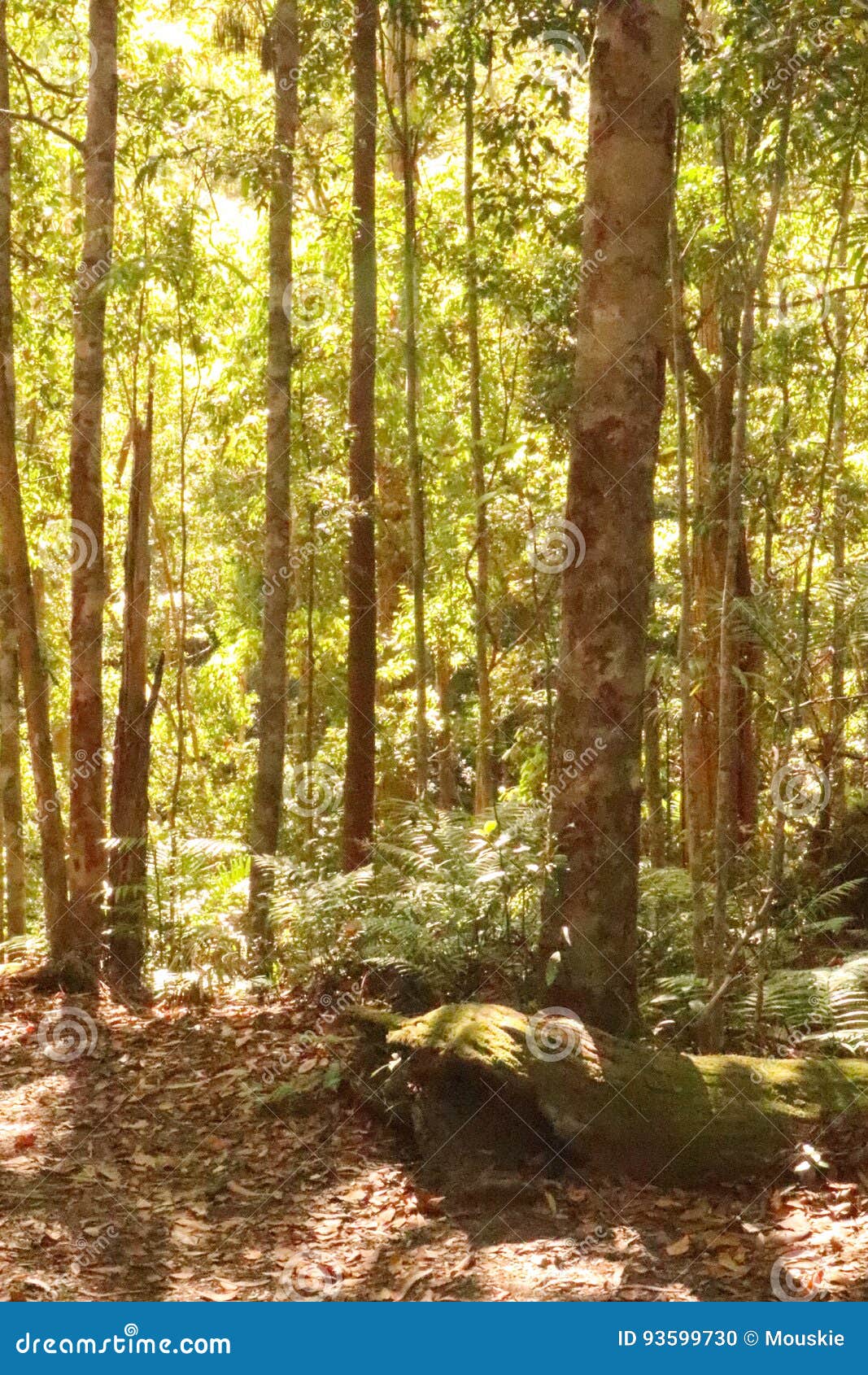 Morning Light in the Forest Stock Photo - Image of bushy, landscape ...