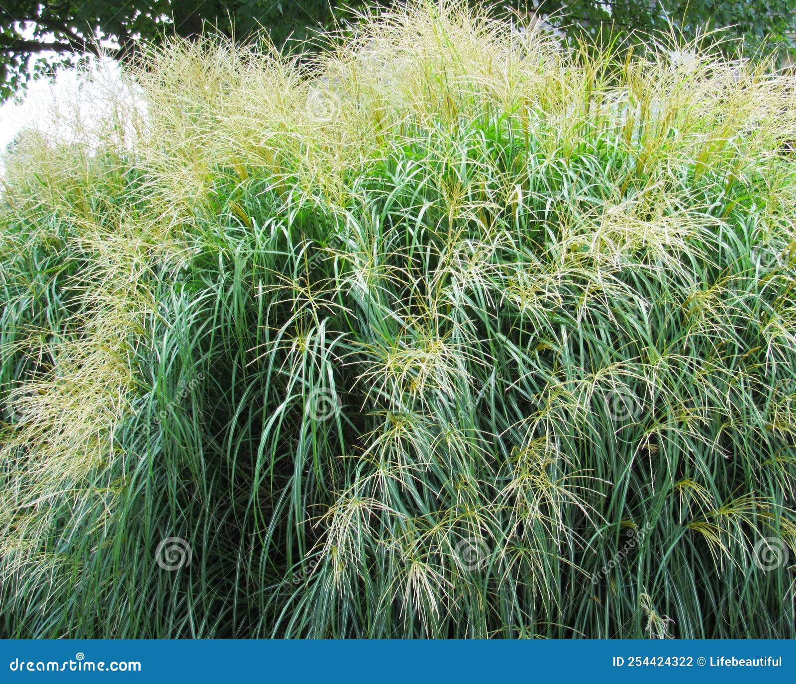 Morning light grass stock photo. Image of shrub, lawn - 254424322
