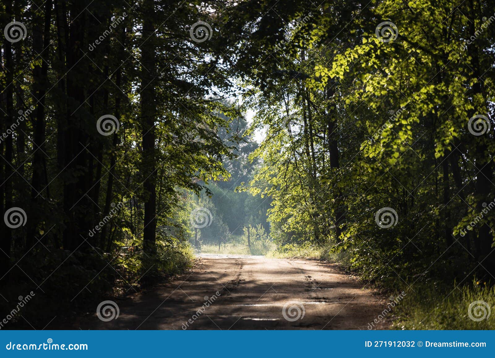 Morning Light on the Path in the Green Forest Stock Photo - Image of ...