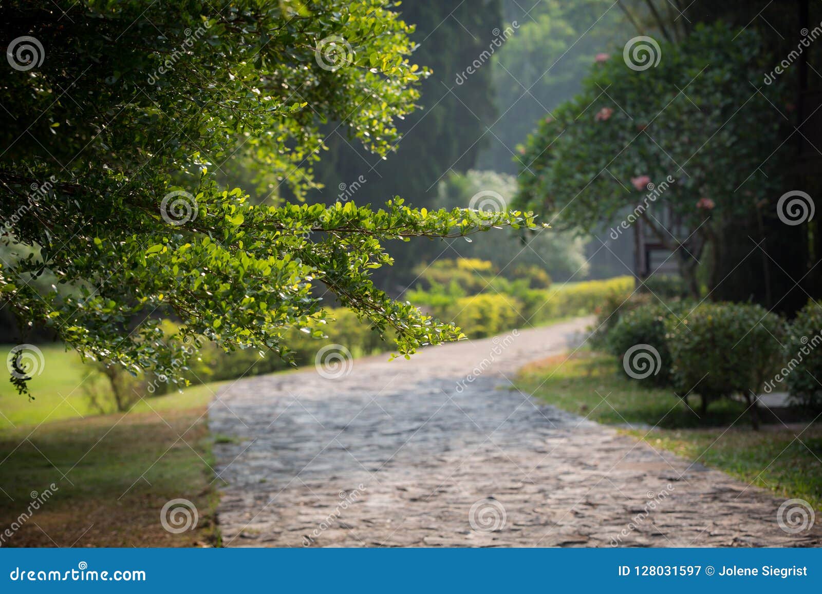 Morning Light on the Pathway Stock Image - Image of asia, shining ...