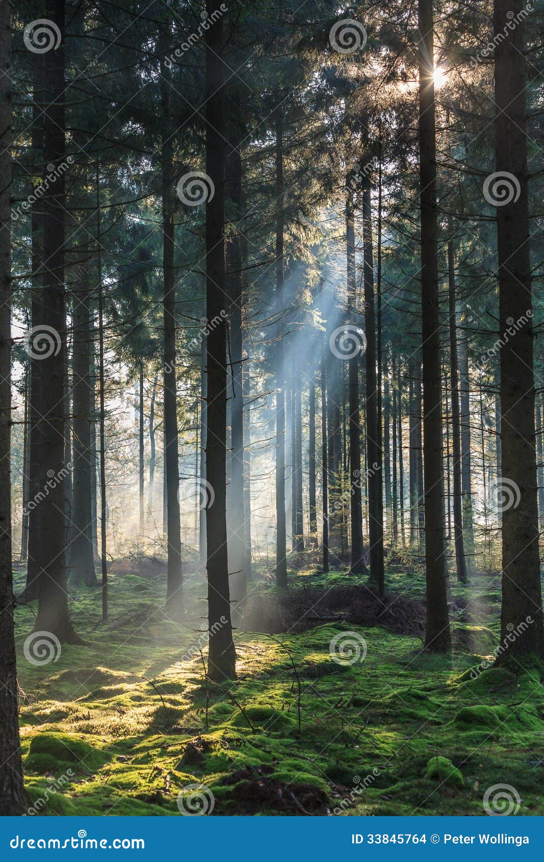 Morning Light Shining through the Trees in a Forest Stock Photo - Image ...