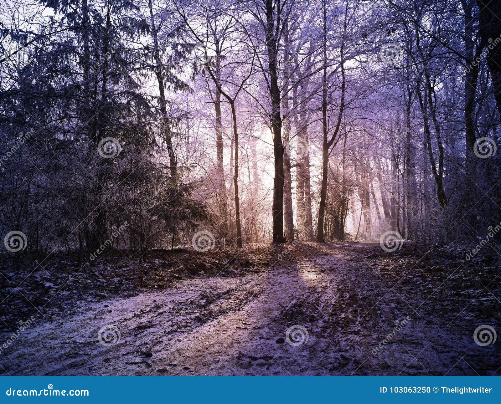 Morning Light in a Snowy Forest Stock Photo - Image of tree ...