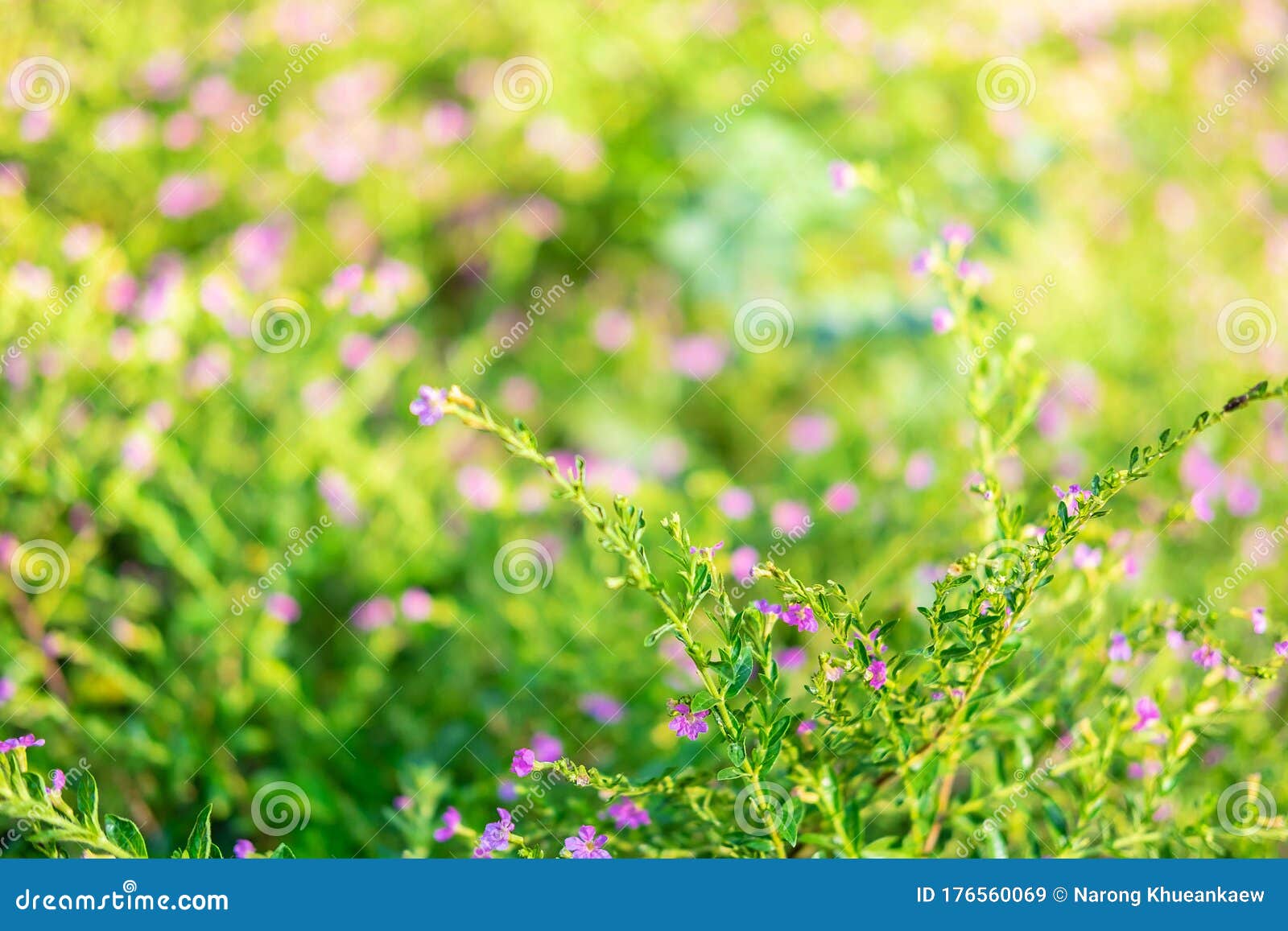 Morning Light Spring with False Heather Flowers. Stock Image - Image of ...