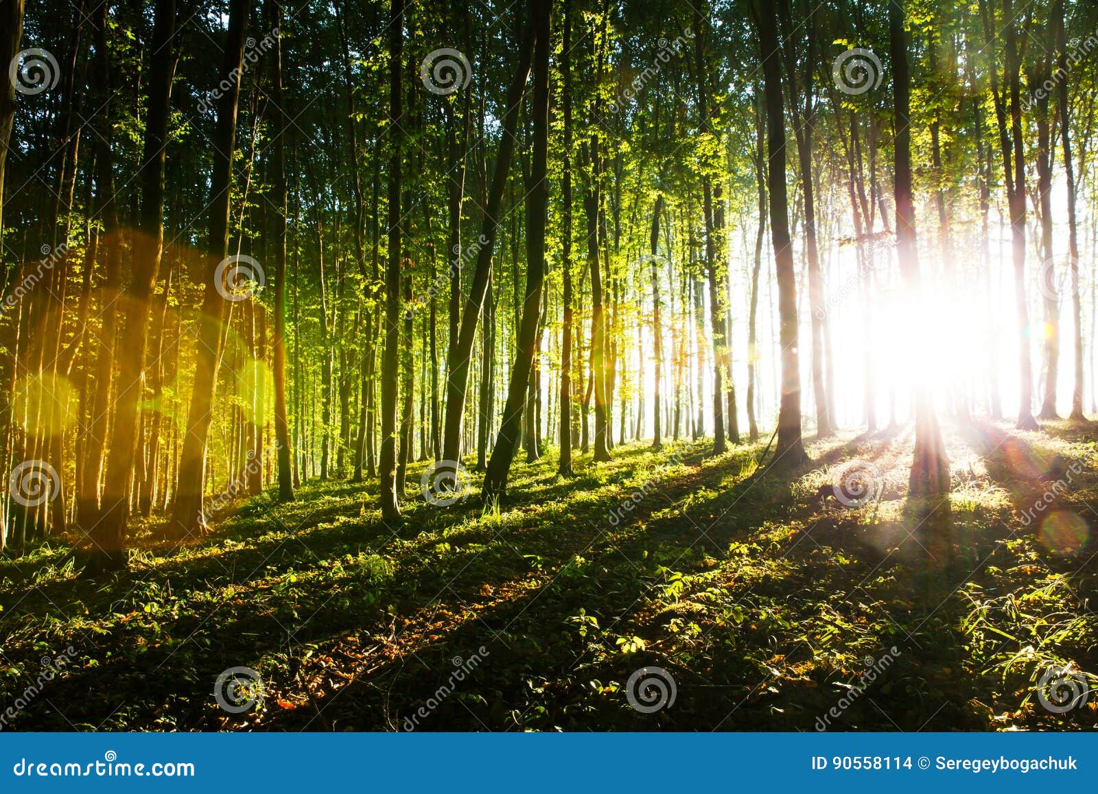 Morning Light of the Sun Makes Its Way through the Forest Stock Photo ...