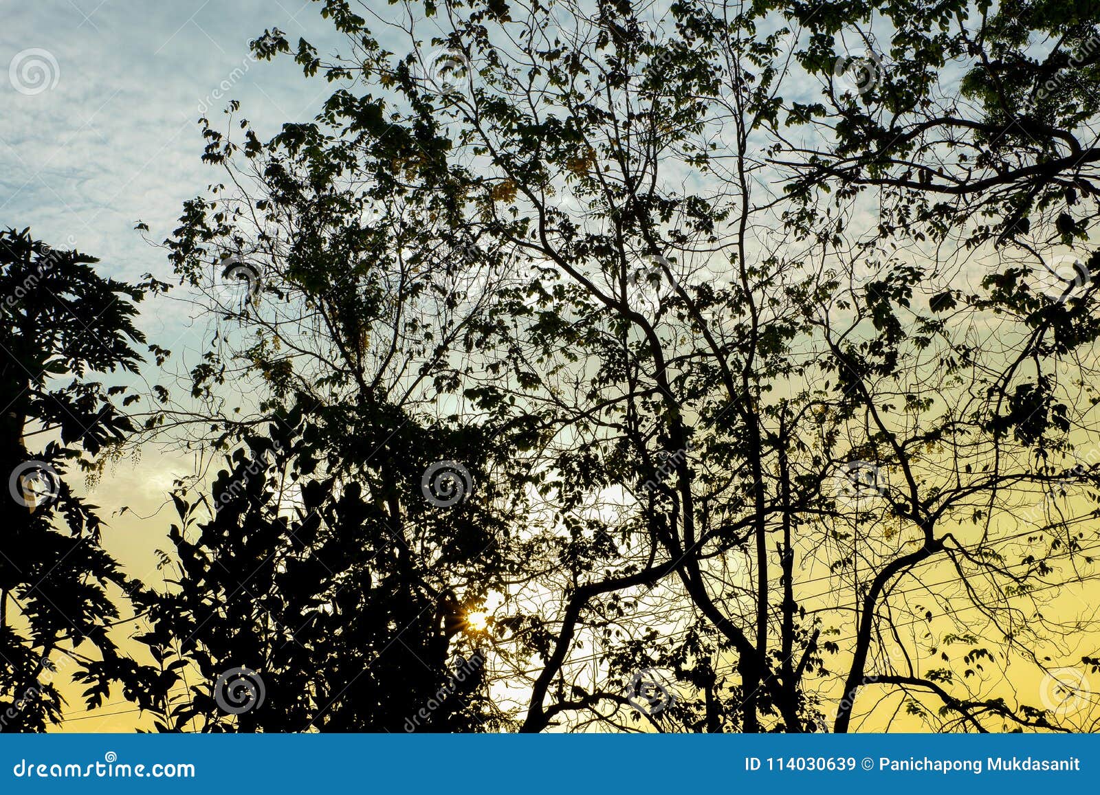 Morning Light with Tree Shadow Stock Image - Image of birch, beauty ...