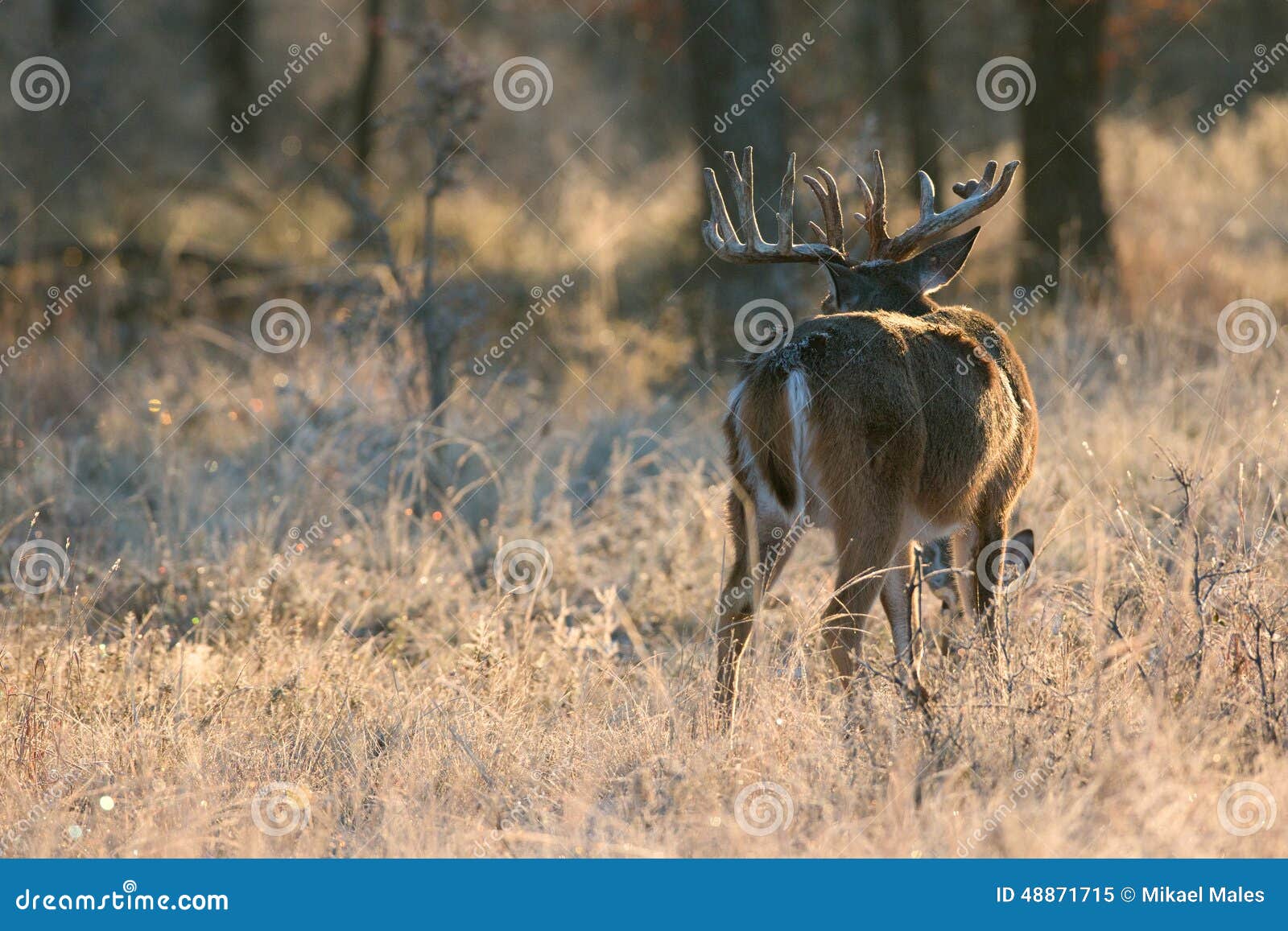 Morning Light on Whitetail Buck with Odd Rack Stock Image - Image of ...