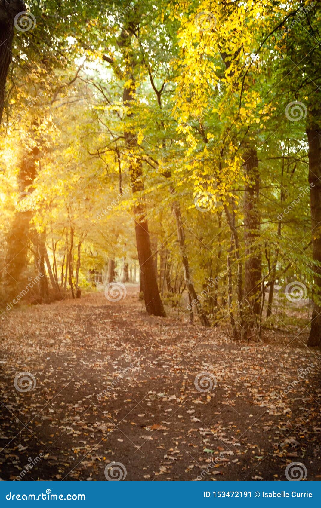 Magical Morning Light in the Woods Stock Image - Image of orange, woods ...