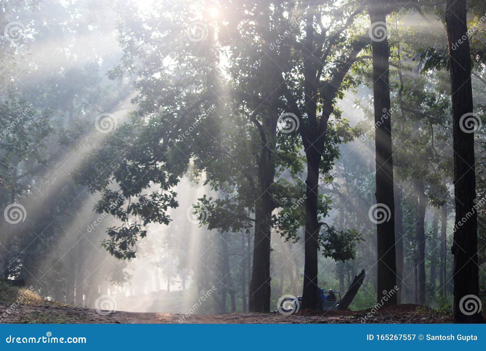 Morning lights of sun stock image. Image of green, haze - 165267557
