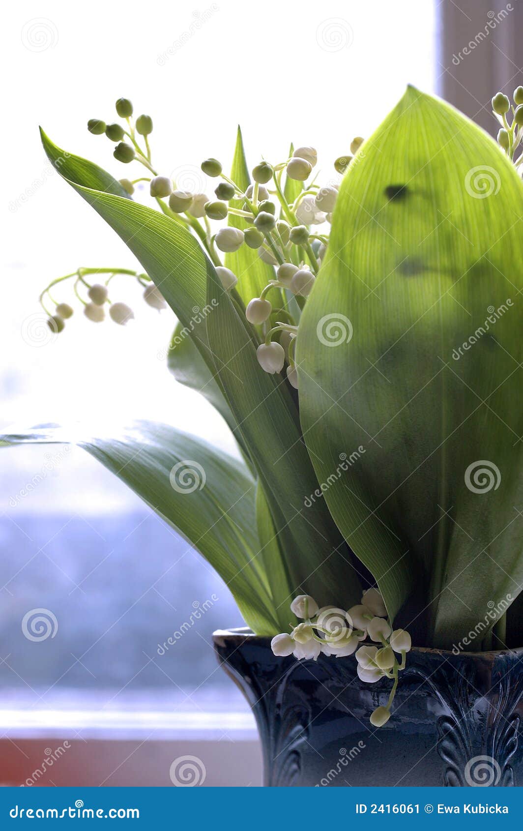 Morning lily-of-the-valley stock image. Image of flower - 2416061