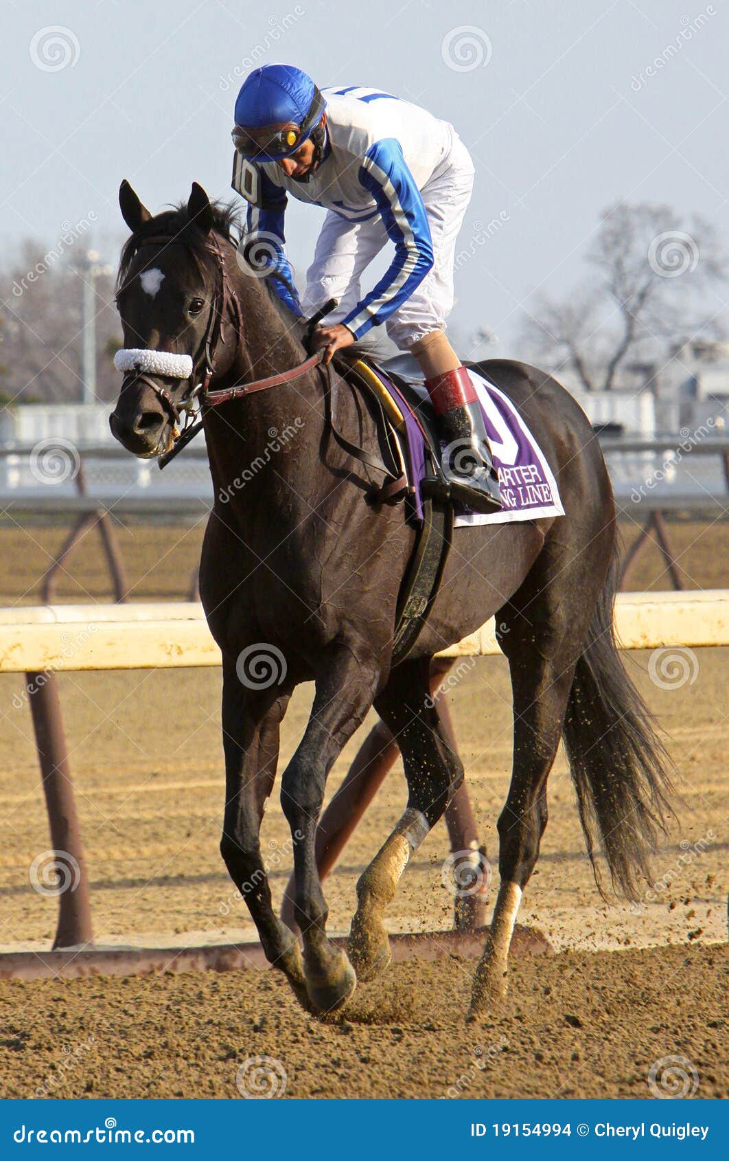 Morning Line Wins the Carter Handicap Editorial Stock Image - Image of ...