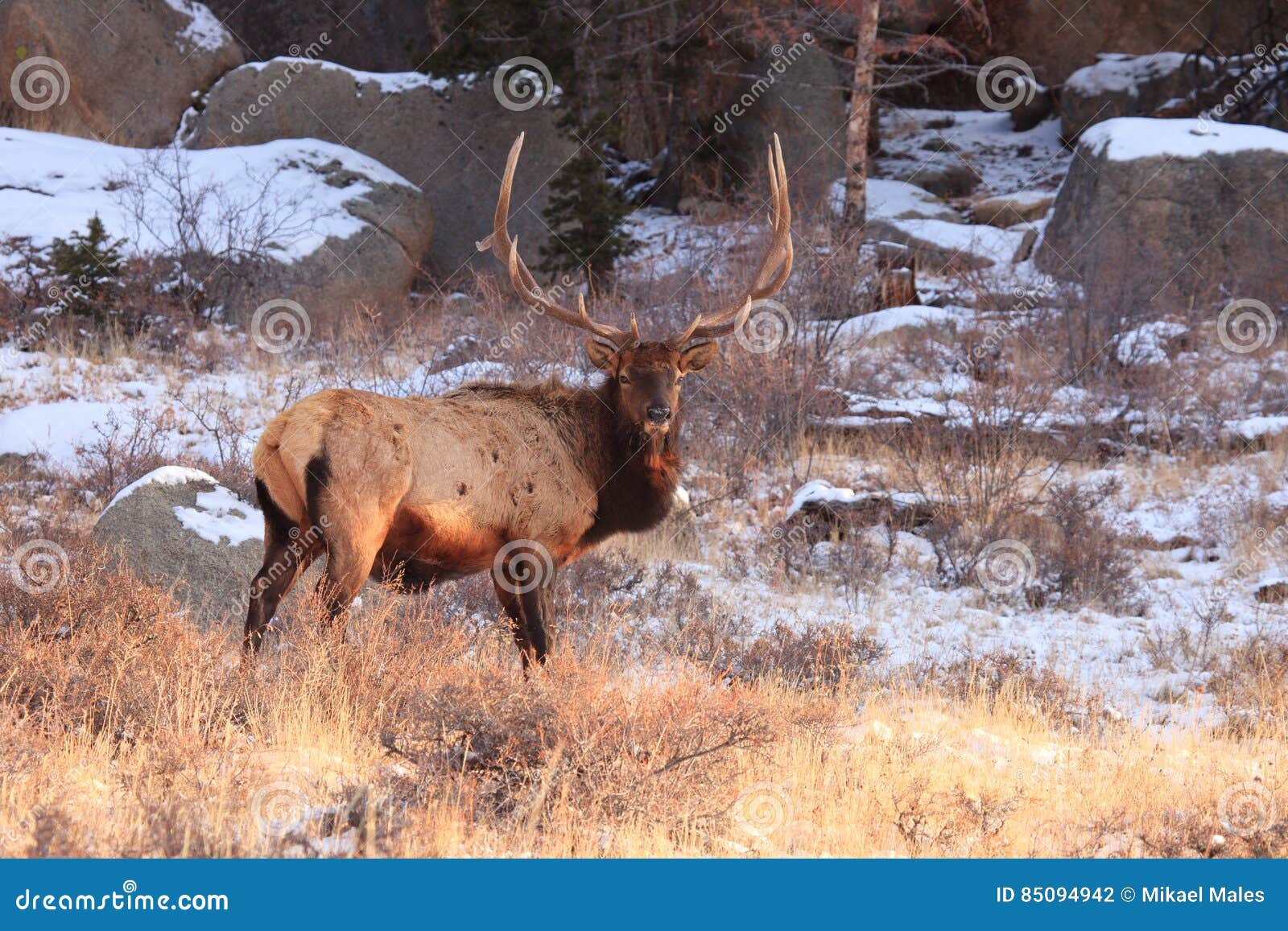 Morning lit bull elk stock photo. Image of vocal, mammals - 85094942
