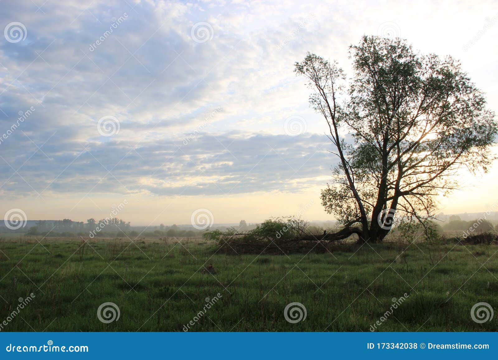 In the Morning on the Meadow Stock Photo - Image of tree, horizon ...