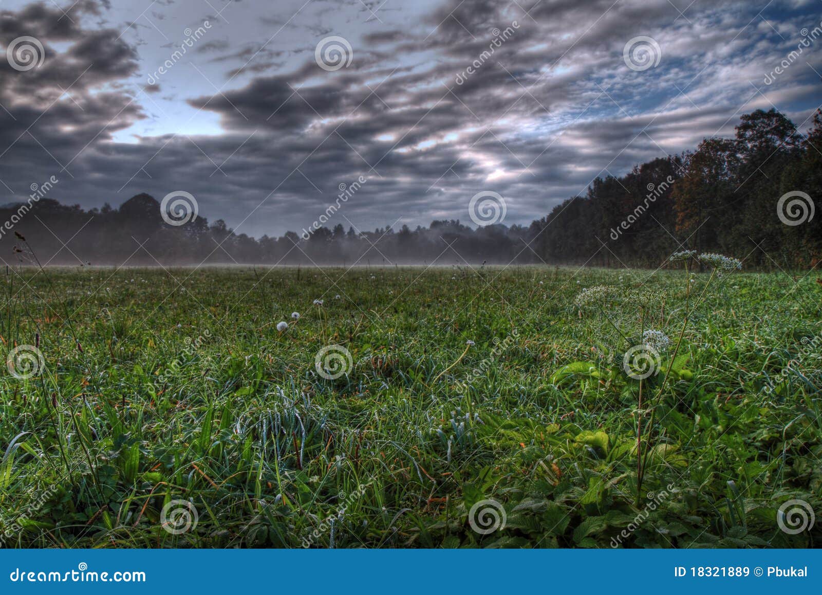 Morning meadow stock image. Image of branches, foggy - 18321889